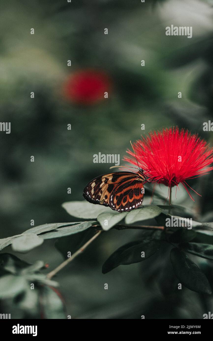 Red monarch hi-res stock photography and images - Alamy