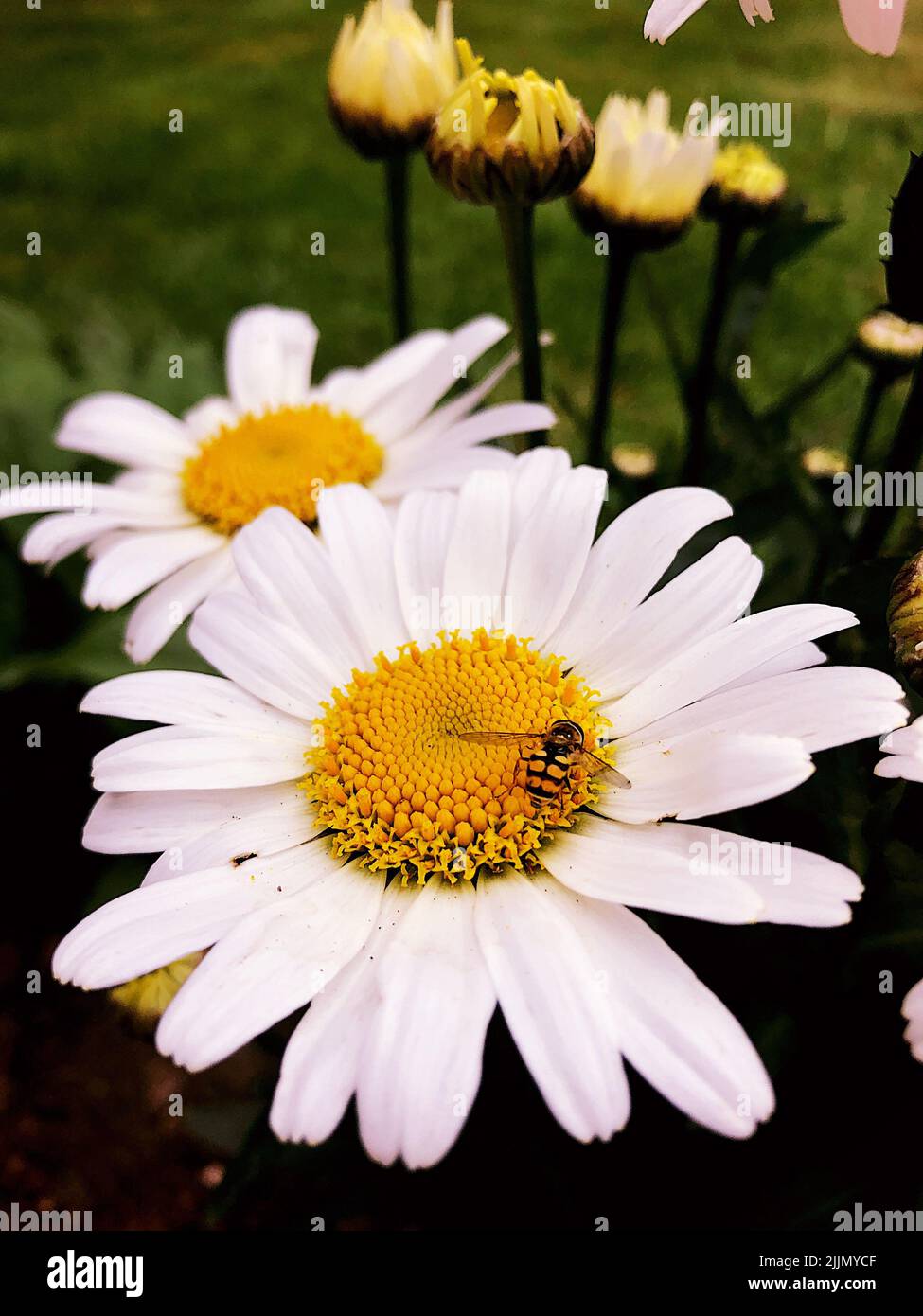 Beautiful petal and insect hi-res stock photography and images - Alamy