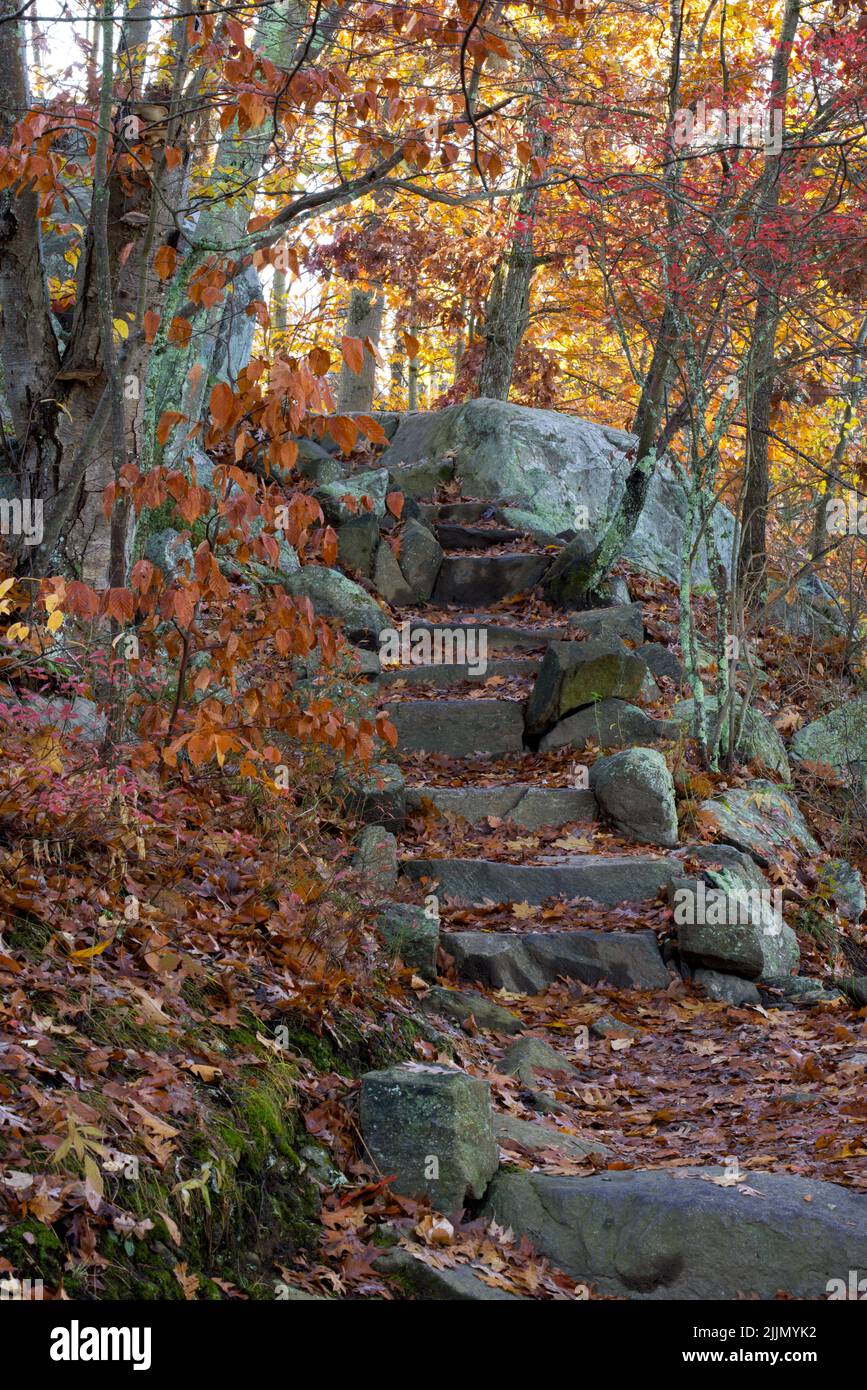 A beautiful shot of cascade stone levels in the forest with autumn ...