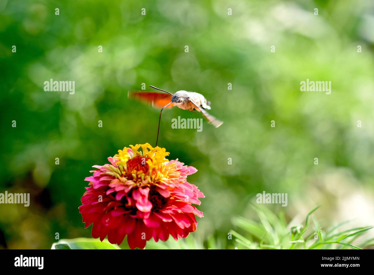 Humming bird hawk moth feeding on flower Stock Photo - Alamy