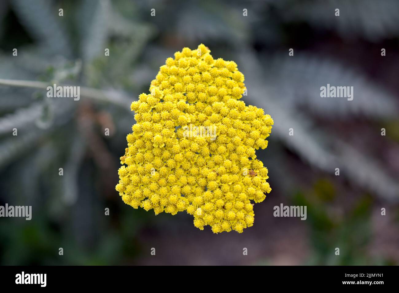 A closeup of yellow Yarrow ordinary Stock Photo - Alamy