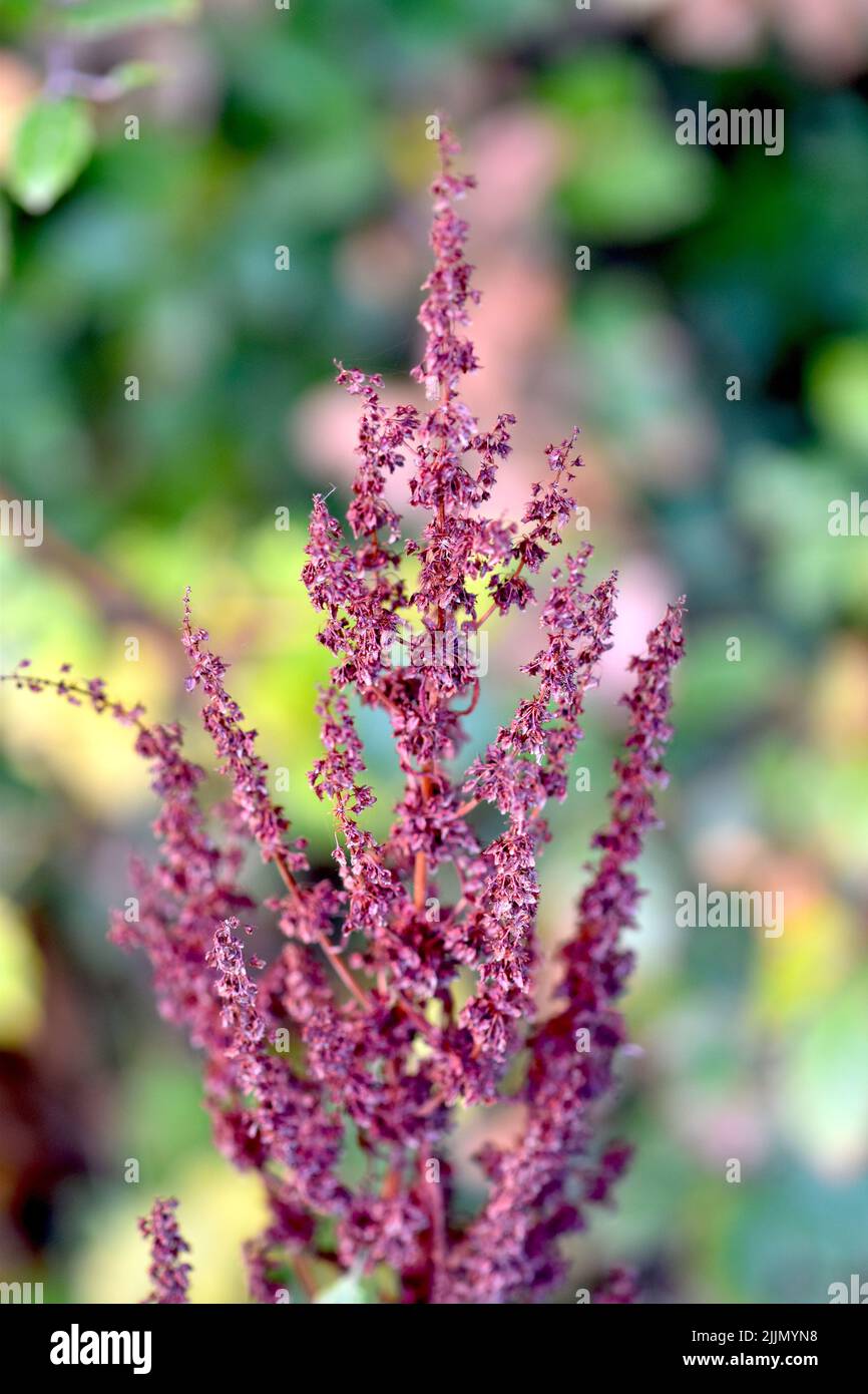 Quinoa plant hi-res stock photography and images - Alamy