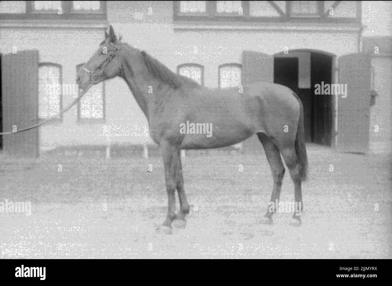 Stem horse from the 4.Scadron in front of the squadron's stable Stock ...