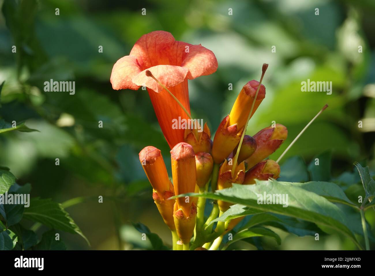 Compisis hi-res stock photography and images - Alamy