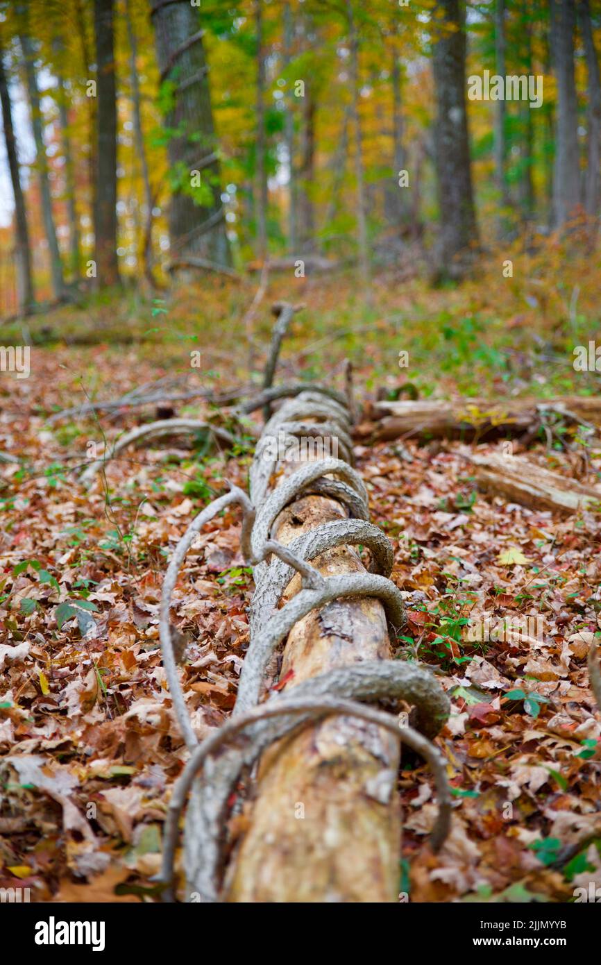 A vertical closeup of the tree trunk with a branch wrapped around it ...
