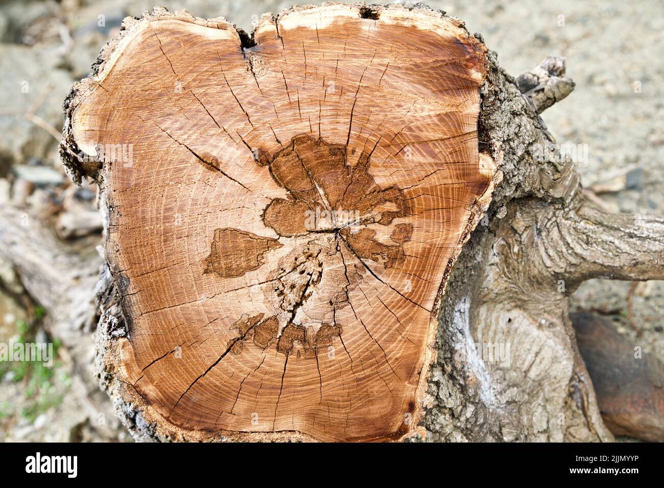 Cut tree stump view hi-res stock photography and images - Alamy