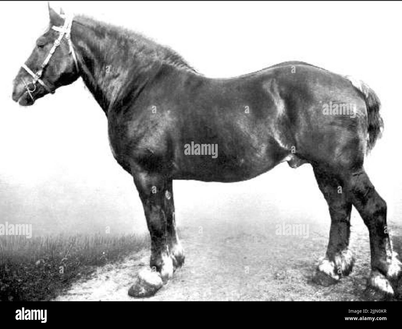 Breeding records Black and White Stock Photos & Images - Alamy
