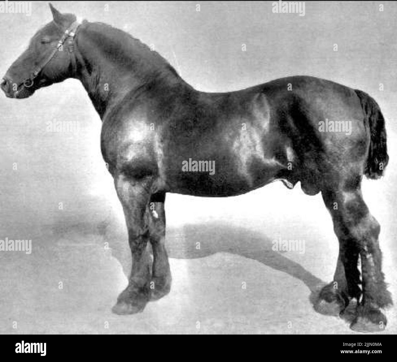 Julio. Born: 1895. Pem .a. Ardennes Imp. Brown with star. MH: 153 cm ...