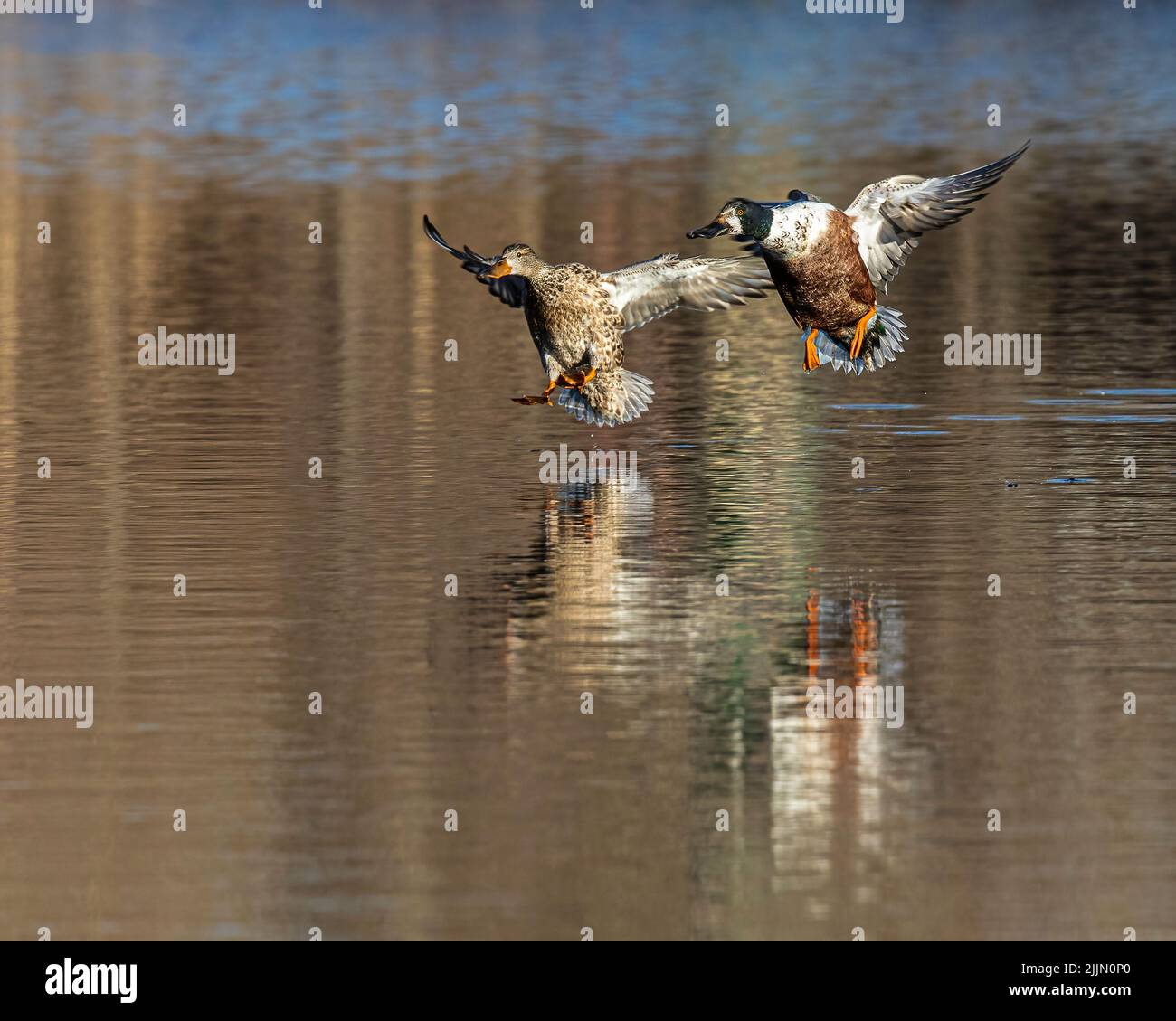 Mallard ducks flying hi-res stock photography and images - Alamy