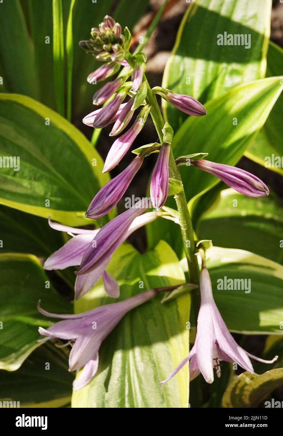 White flowers of fragrant hosta hi-res stock photography and images - Alamy