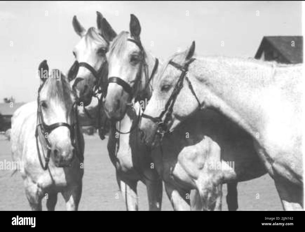 The regiment's four viita horses, Sven Littorin's delight Stock Photo ...