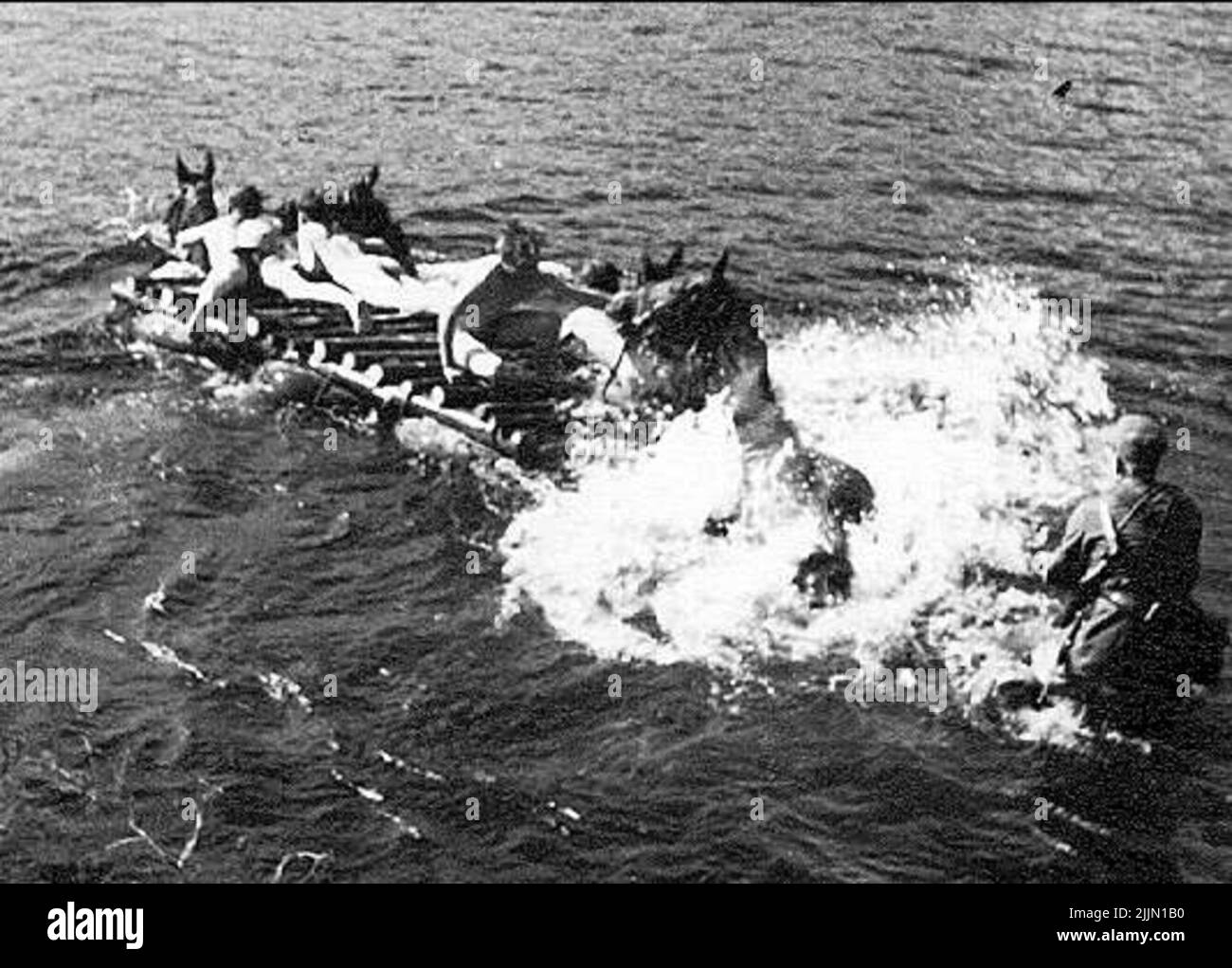 they swim four and four at each raft Stock Photo - Alamy