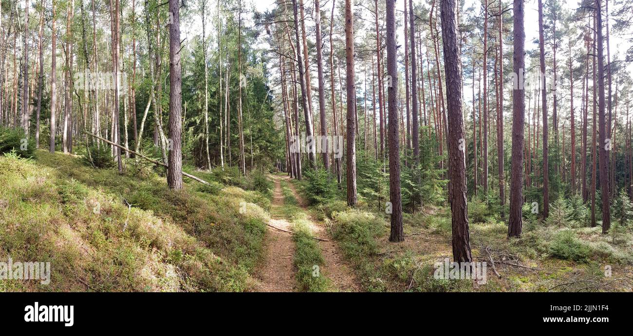 A beautiful view of a landscape with trees and greenery Stock Photo - Alamy