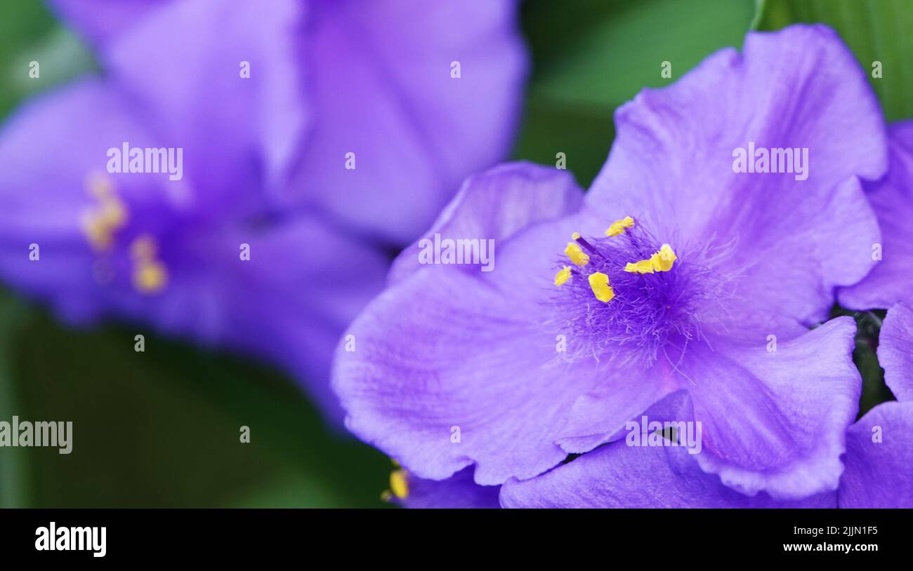 Red tradescantia hi-res stock photography and images - Alamy