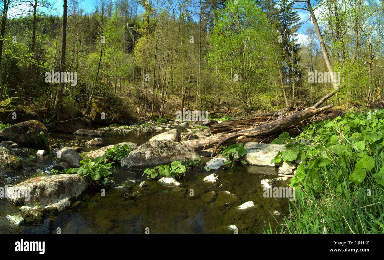 Shot river spring in forest hi-res stock photography and images - Alamy