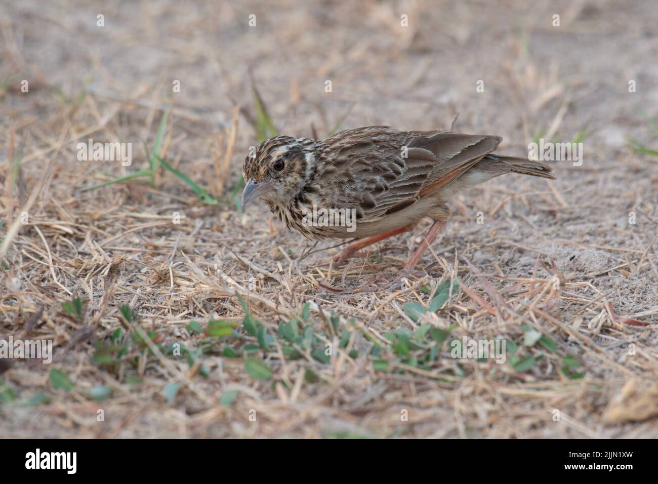 Lark bird hi-res stock photography and images - Alamy