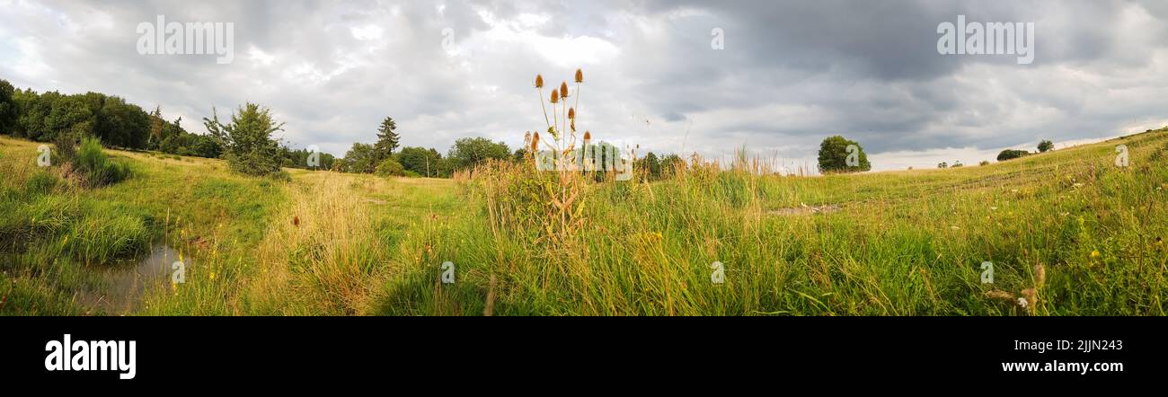 Panoramic shot trees plants hi-res stock photography and images - Alamy
