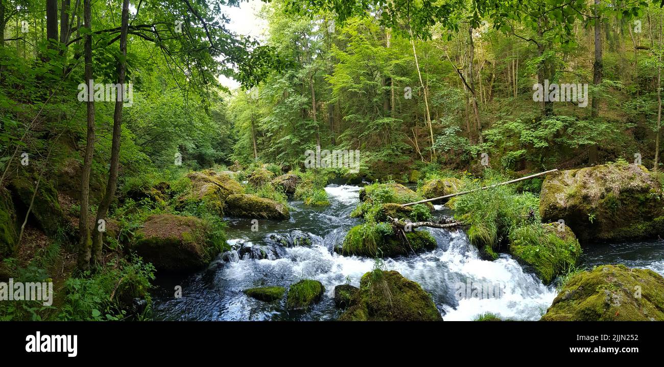 Wide forest hi-res stock photography and images - Alamy