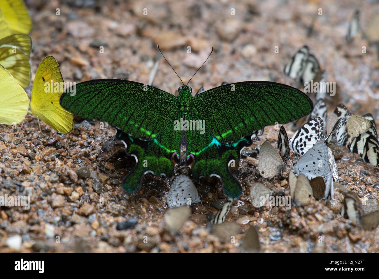 Paris peacock butterfly hi-res stock photography and images - Alamy