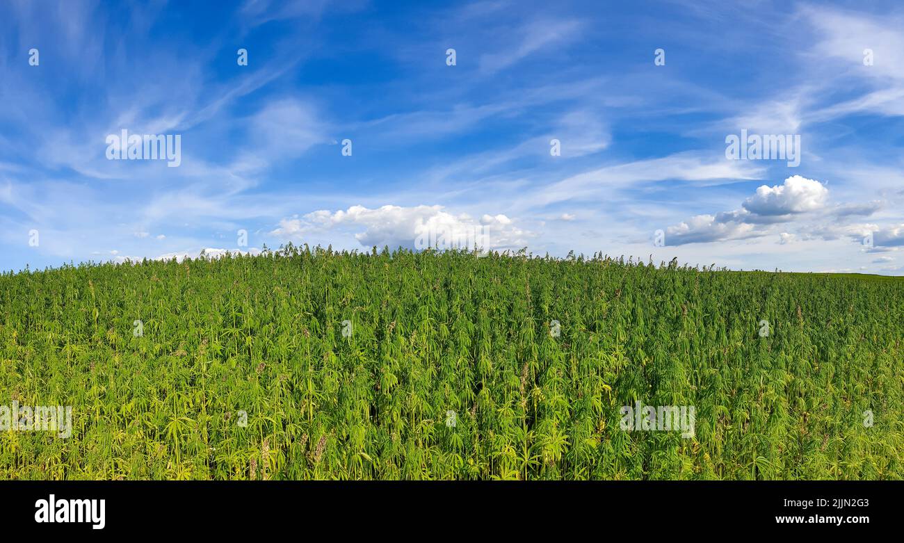 Marijuana Field Panoramic