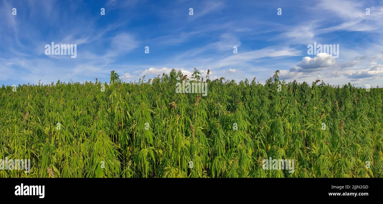 A panoramic shot of an endless cannabis field Stock Photo - Alamy