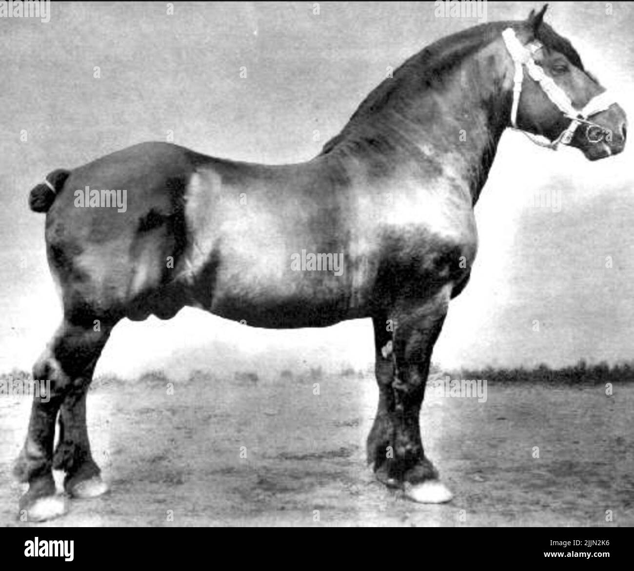 Animal breeding record Black and White Stock Photos & Images - Alamy