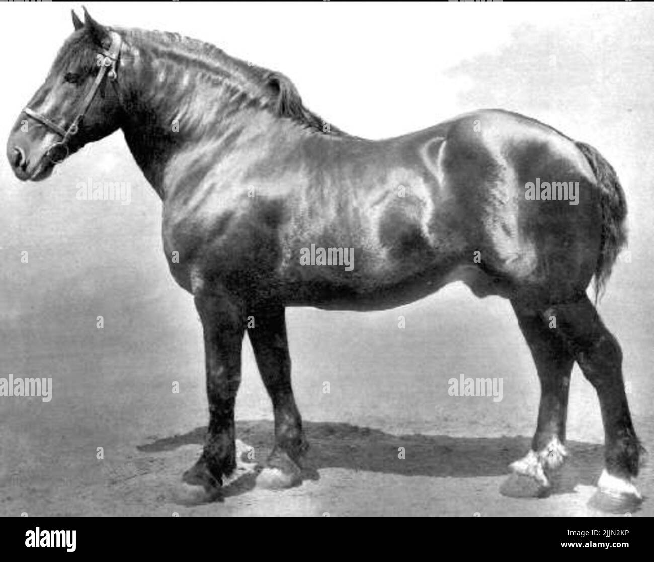 Stallion pedigree Black and White Stock Photos & Images - Alamy