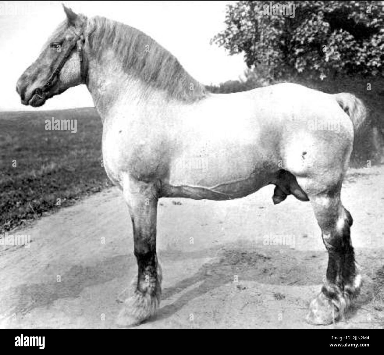 Breeding stallion Willem Broux, born 1897 Stock Photo - Alamy