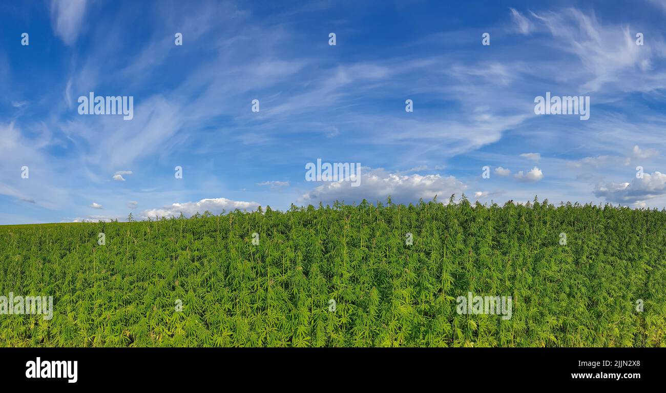 Panoramic plant hi-res stock photography and images - Alamy