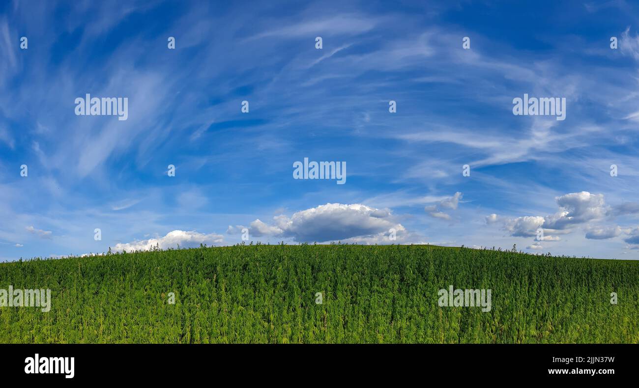 A plantation of cannabis Sativa on a marijuana field under a cloudy sky ...