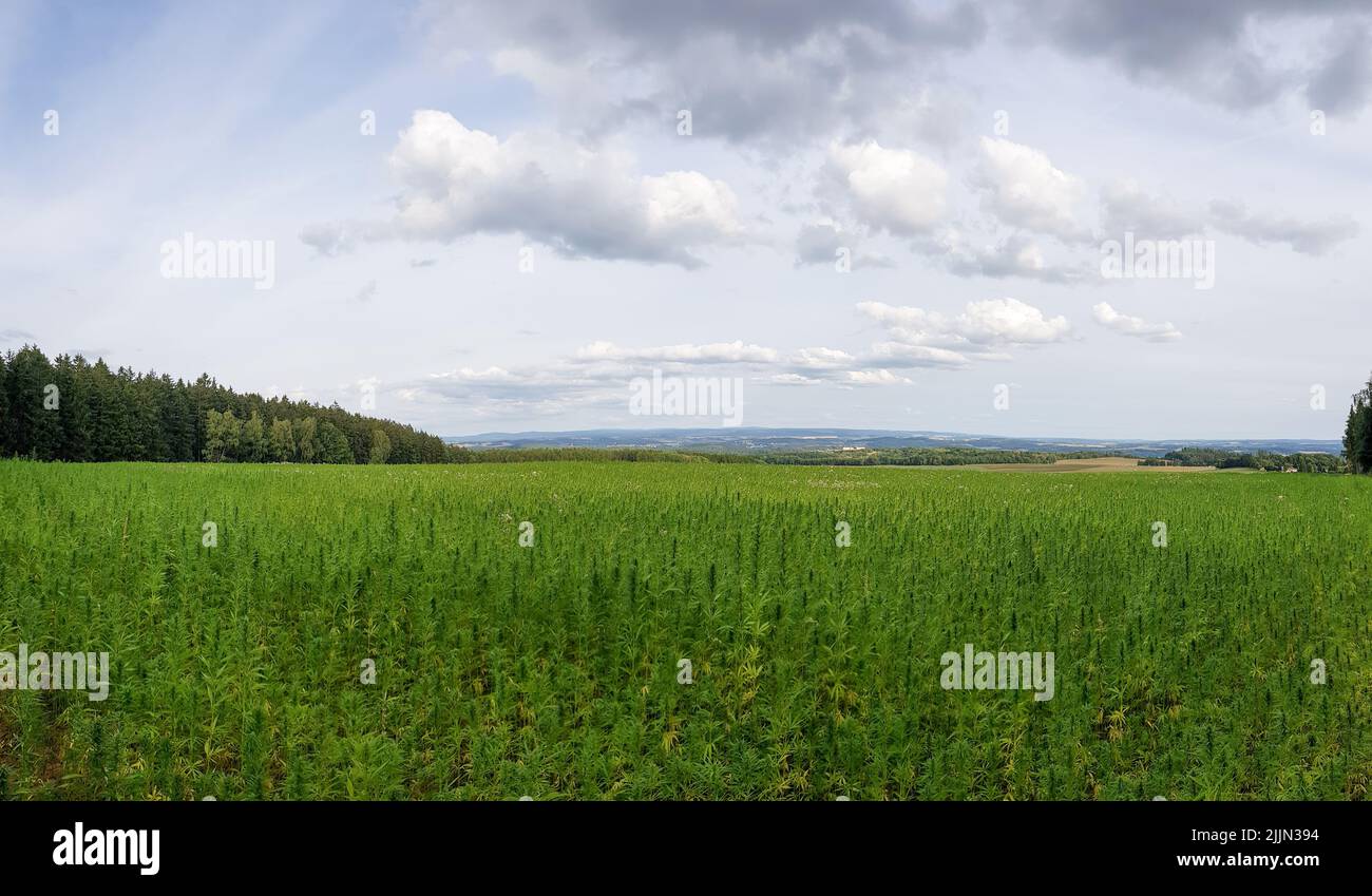 An aerial view of growing Cannabis field under blue bright sky Stock ...