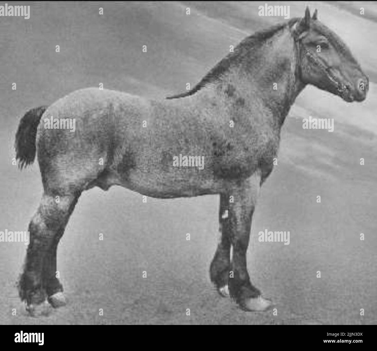 Animal breeding record Black and White Stock Photos & Images - Alamy