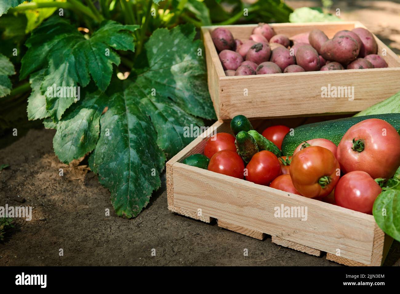 Close-up. Stacked wooden boxes wit fresh harvest of organic seasonal ...
