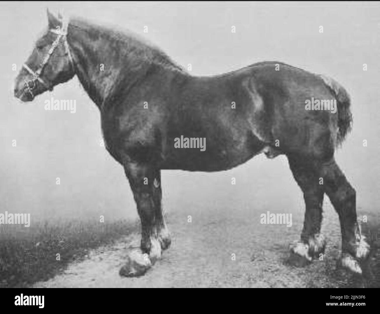 Stallion side profile Black and White Stock Photos & Images - Alamy