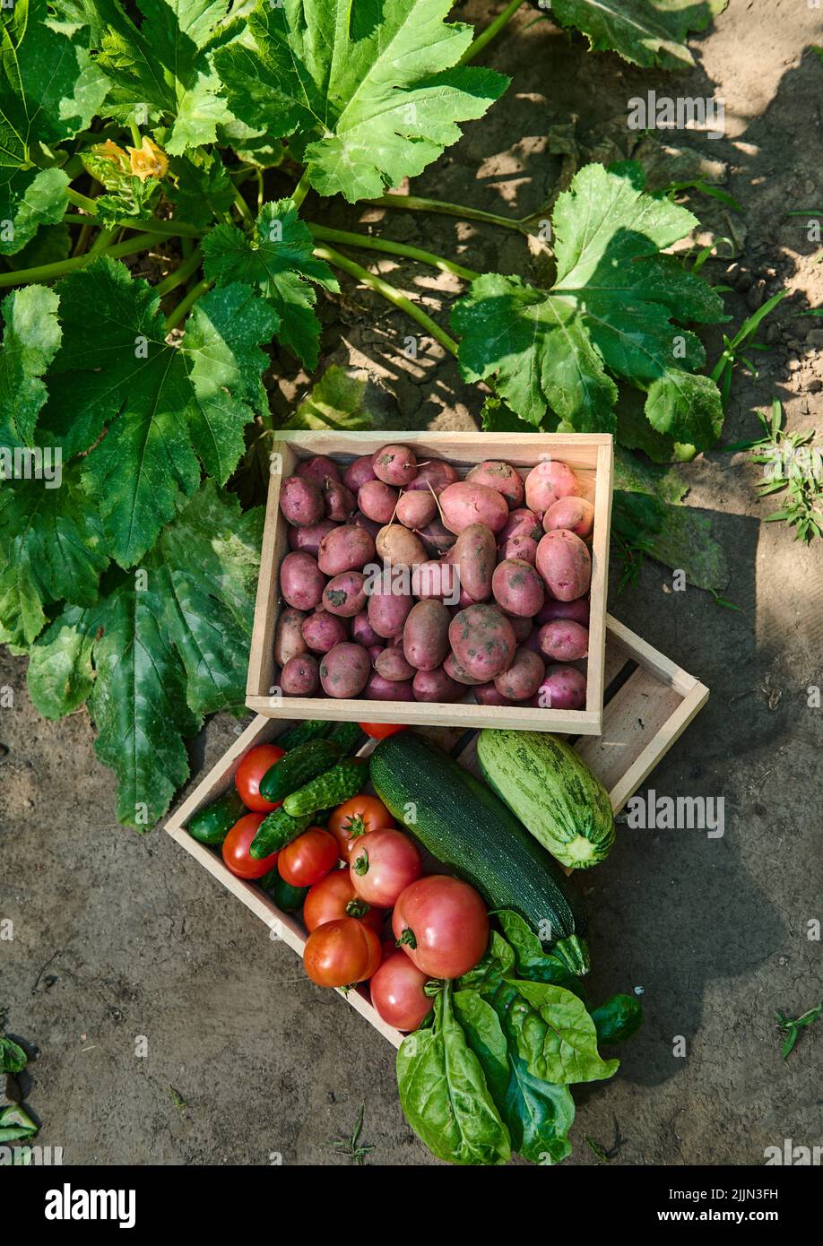 Top view. Stacked wooden boxes wit fresh harvest of organic seasonal ...