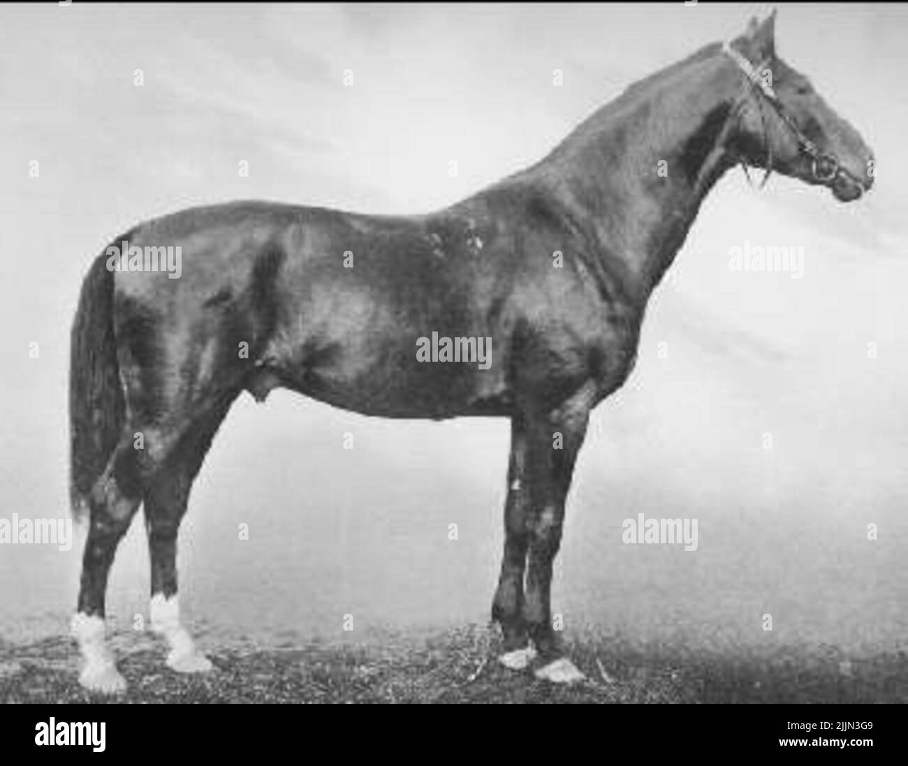 Breeding livestock Black and White Stock Photos & Images - Alamy