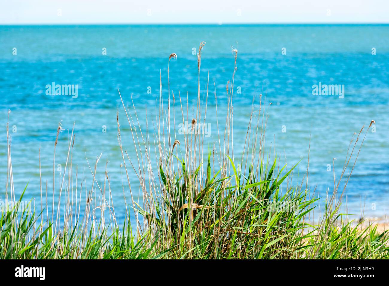 Grass plant on the beach at Seasalter in Kent, England Stock Photo - Alamy