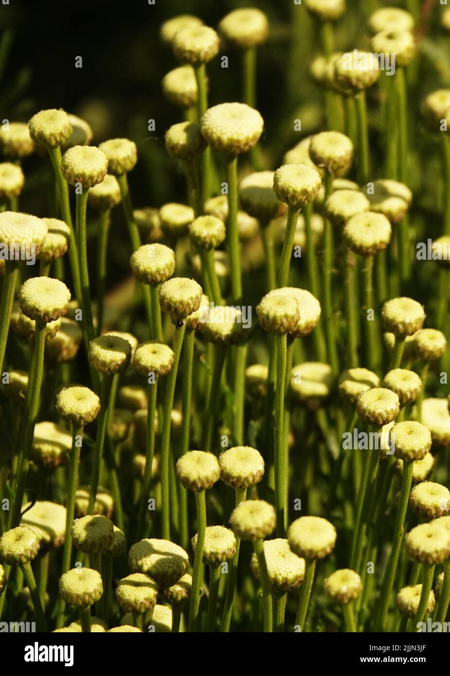 Santolin Flowers Razmorinolistnaya and Graceful close-up very delicate ...
