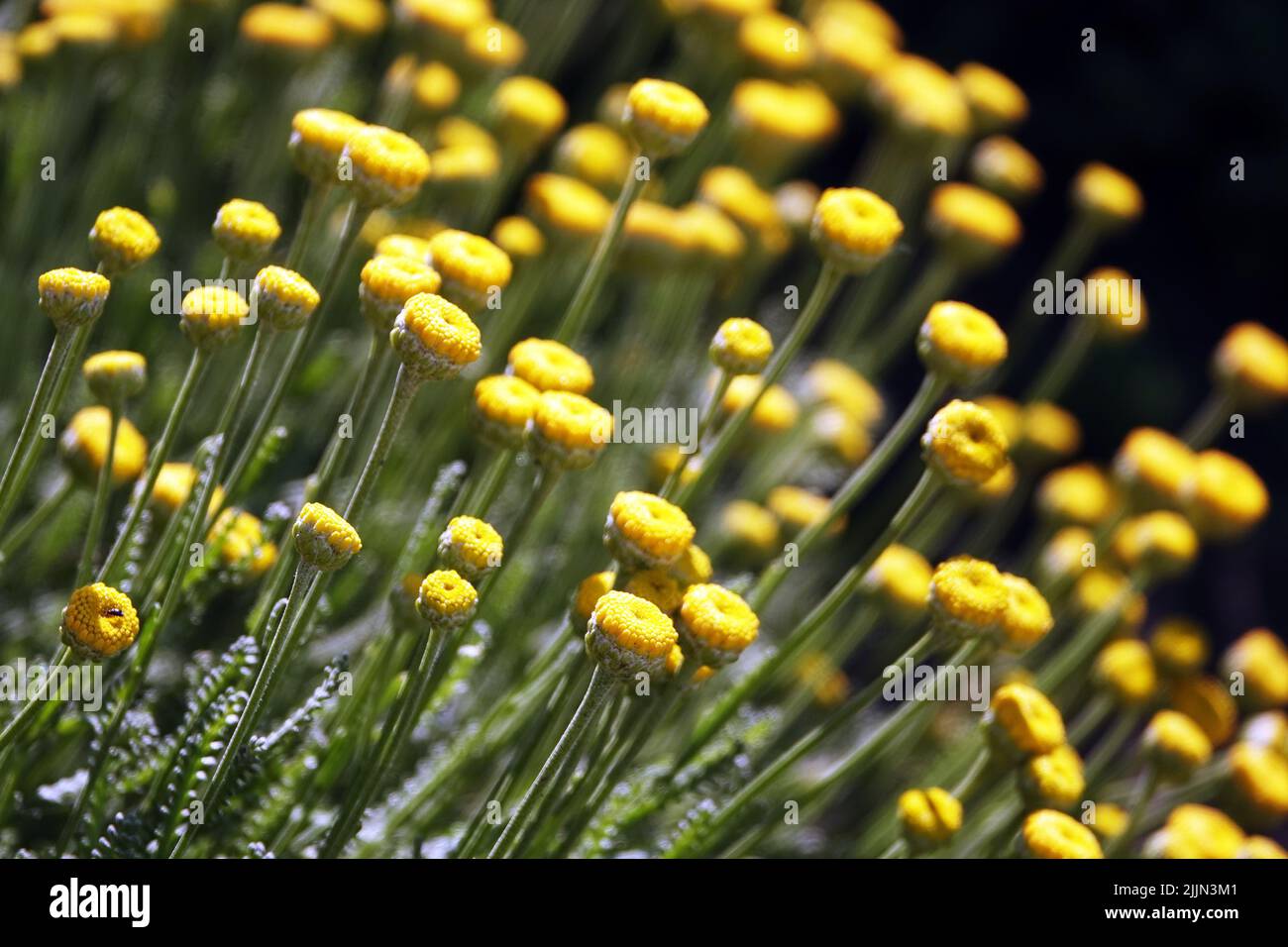 Santolin Flowers Razmorinolistnaya and Graceful close-up very delicate ...