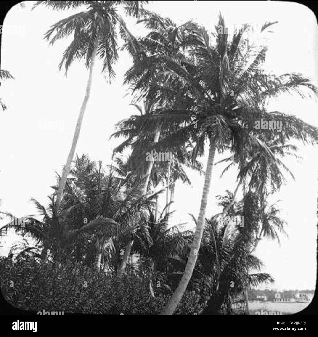 South florida tropical climate hi-res stock photography and images - Alamy
