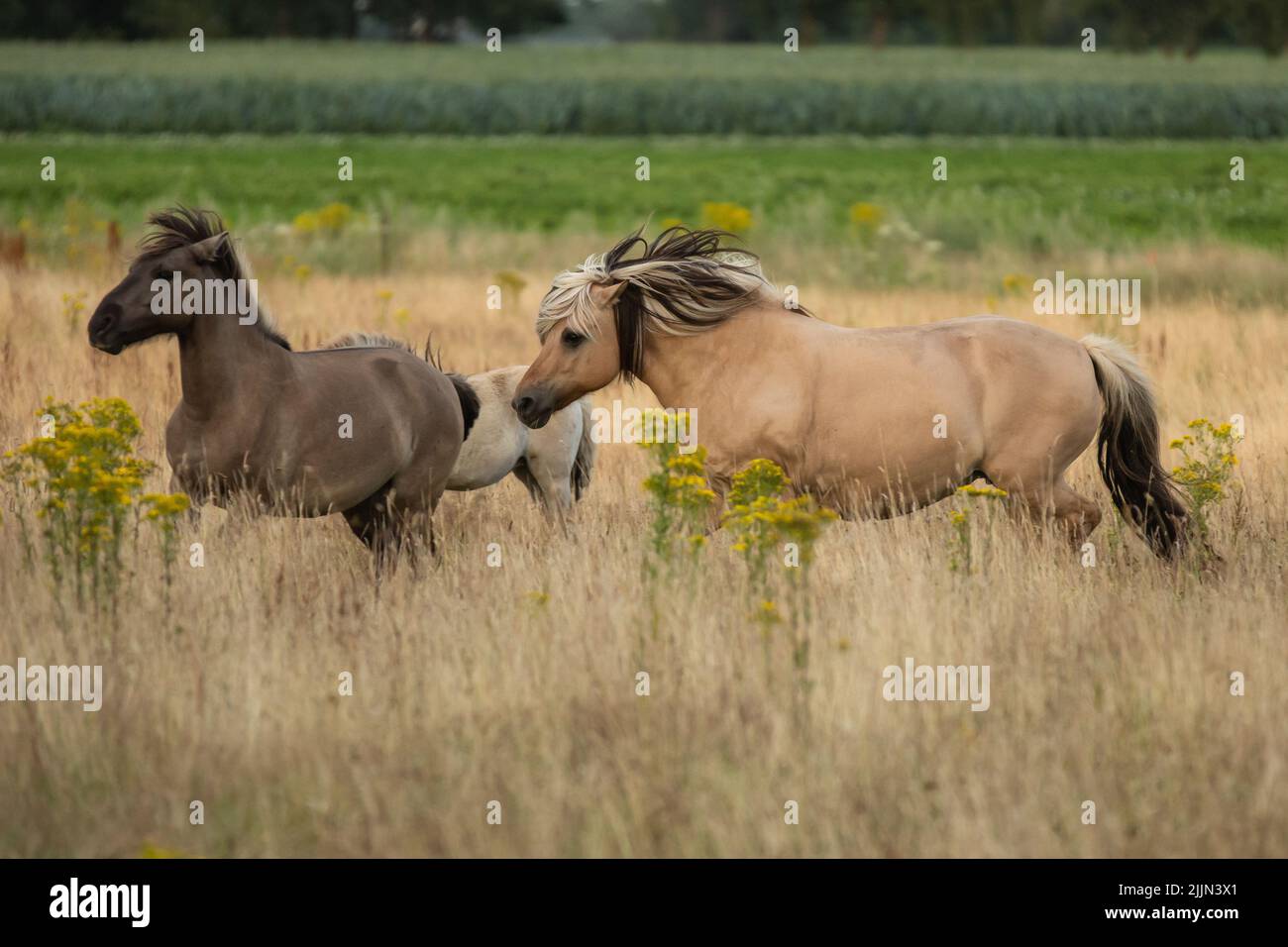 Wild Konik mare in focus with black blond mane flowing and foal in ...
