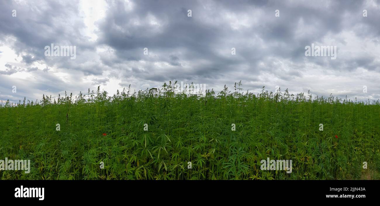 A plantation of cannabis Sativa on a marijuana field under a gloomy sky ...