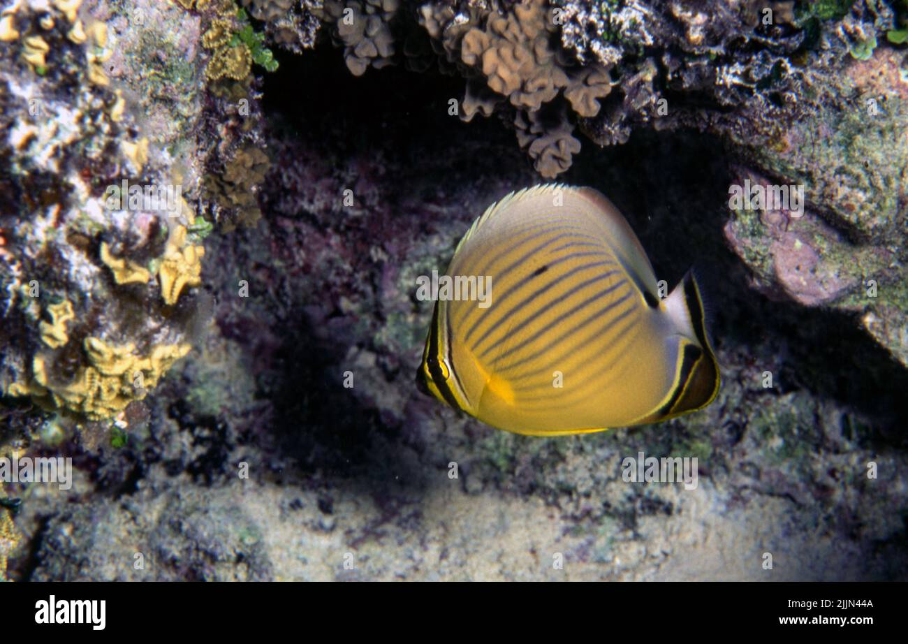 Pacific Redfin Butterflyfish (Chaetodon lunulatus) in Aitutaki Lagoon ...