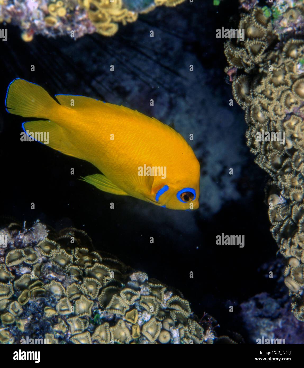 Lemonpeel Angelfish, Centropyge flavissimus. Pacific colour form with ...