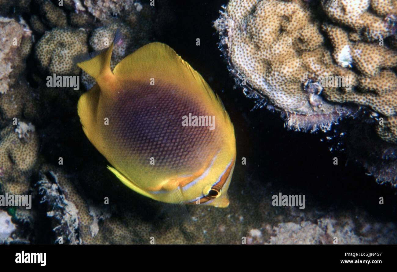 Golden-striped Butterflyfish (Chaetodon aureofasciatus) at Hook Island ...