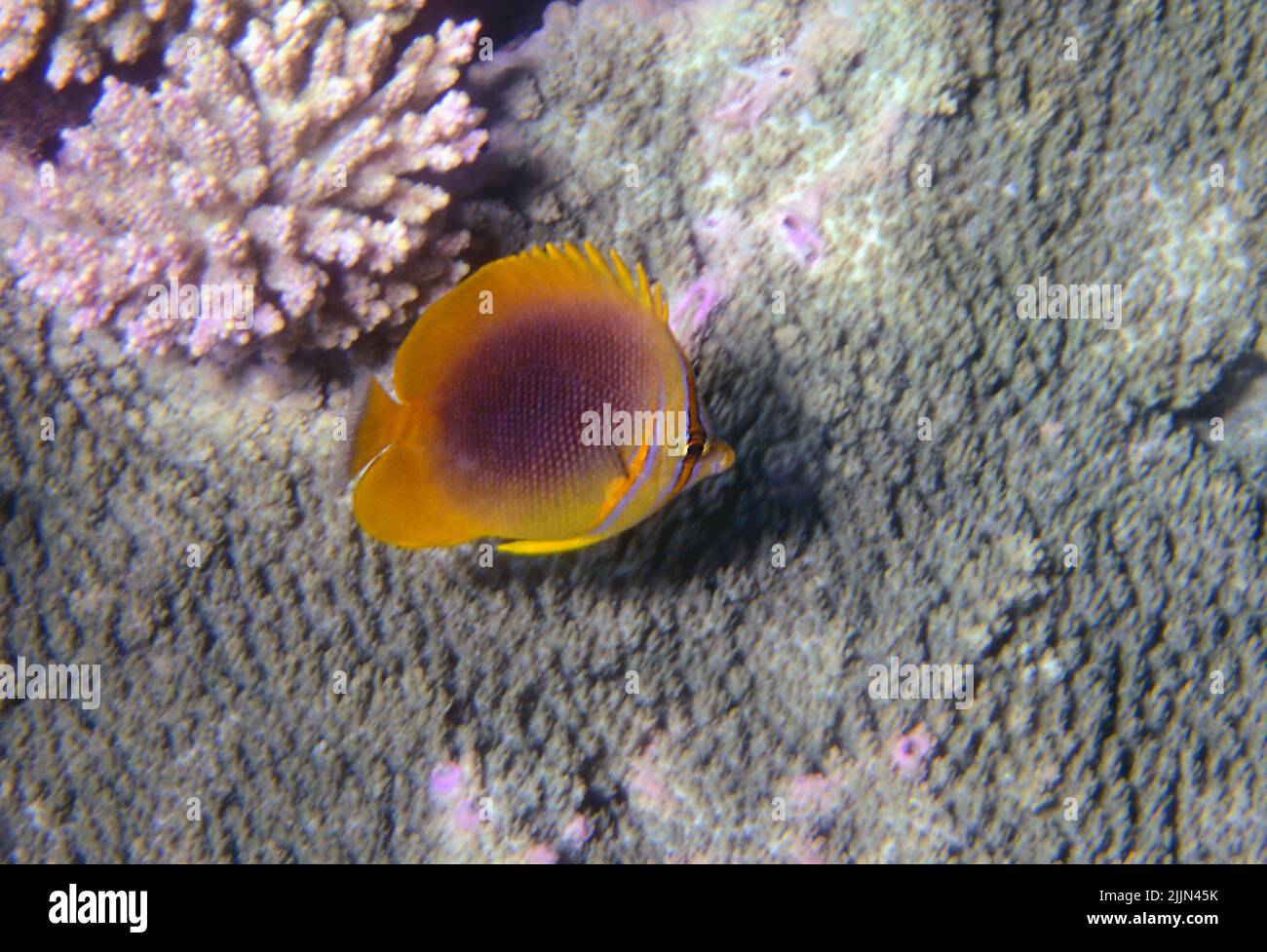 Golden banded butterflyfish hi-res stock photography and images - Alamy