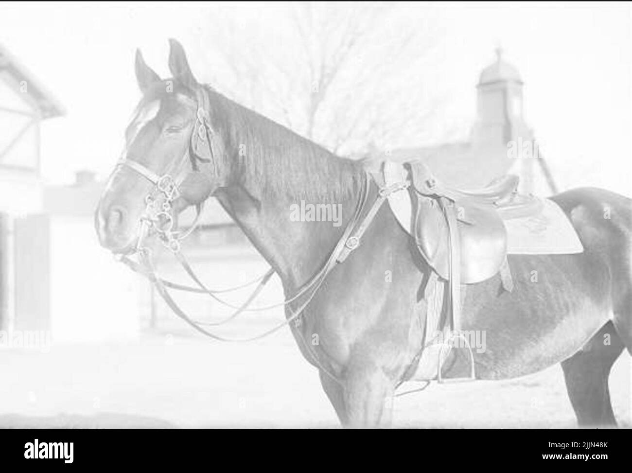 The Life Regiment's Husars, K3. Staff horse Stock Photo - Alamy