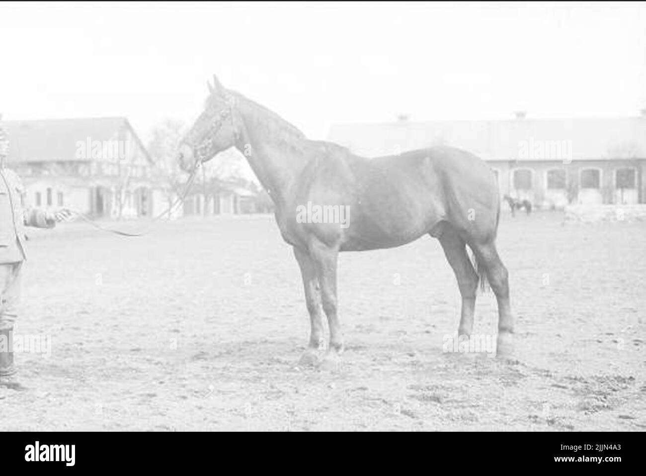 The Life Regiment's Husars, K3. Staff horse Stock Photo - Alamy