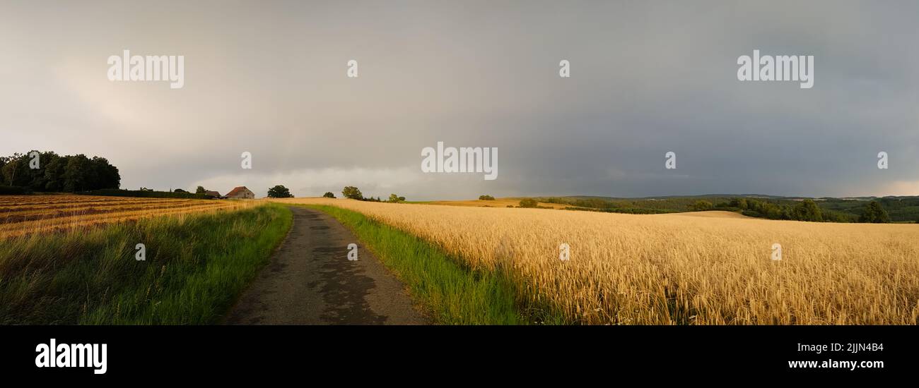 Pathway through wheat field hi-res stock photography and images - Alamy