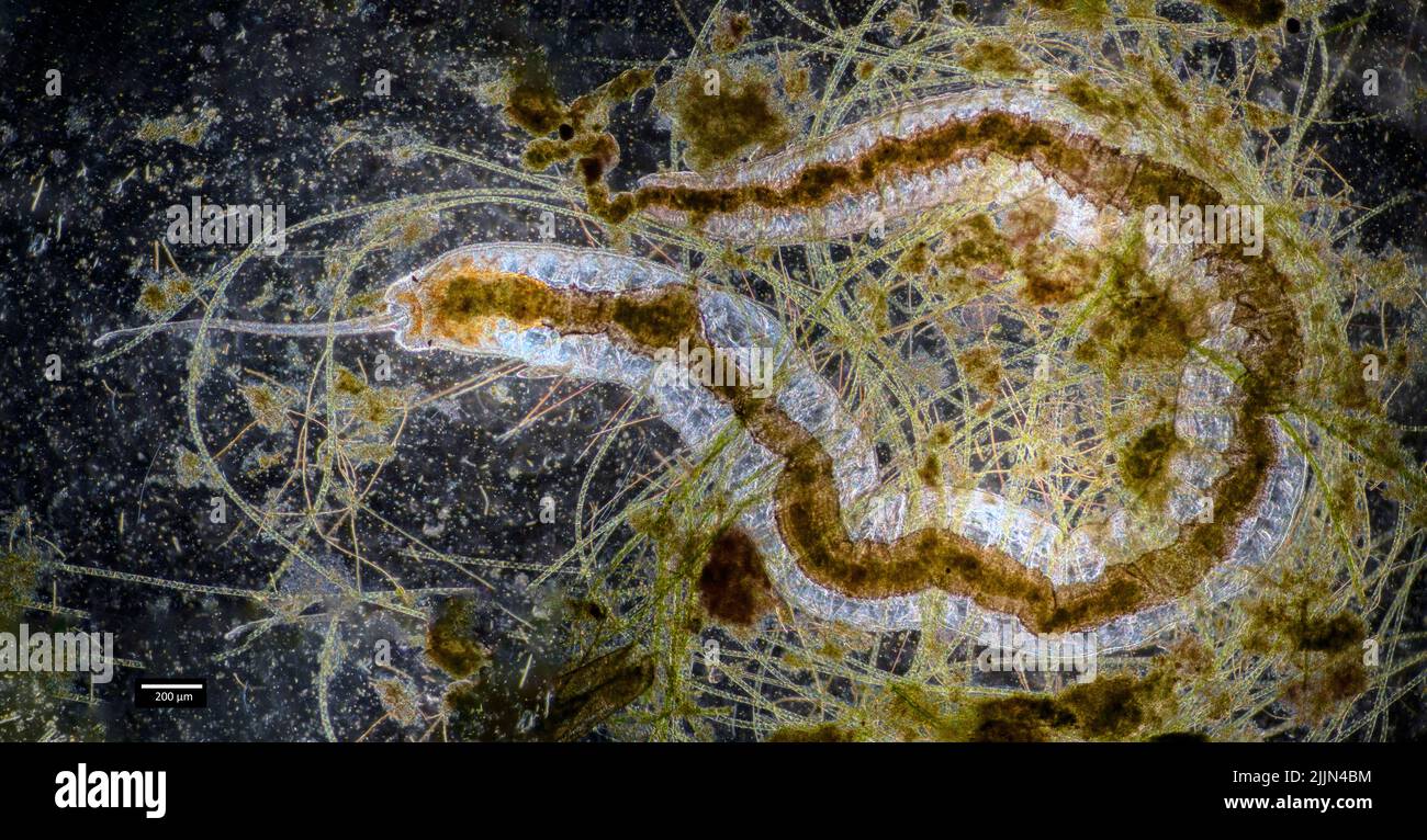 Microscopic oligochaet bristle worm from the genus Stylaria (family ...